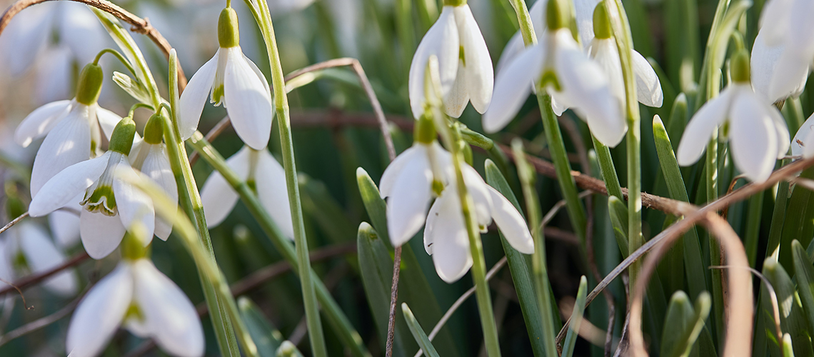 The homepage – Runnymede Borough Council